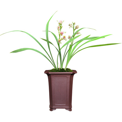 建兰水仙名贵盆栽花卉阳台