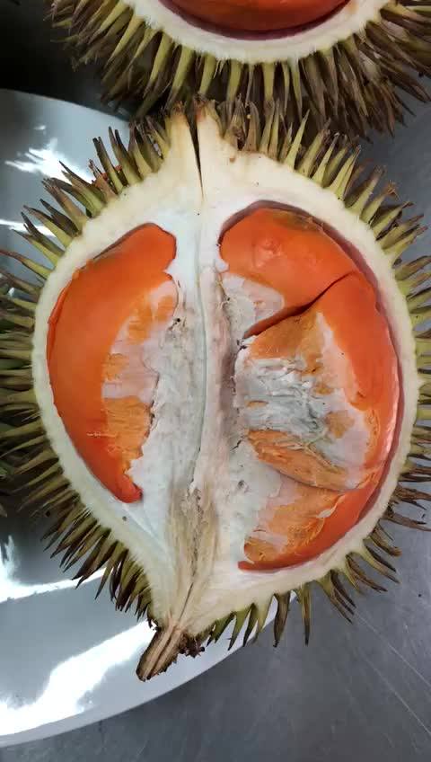 Malaysia Fresh Red Orange Yellow Wild Durian Dalit - Buy Red Durian ...