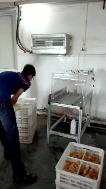 One Day Old Chicks Poultry Vaccination Spraying Machine Equipment - Buy ...