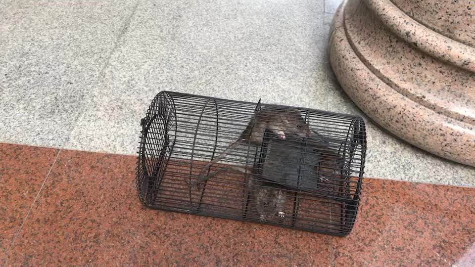 Iron Wire Multi Catch Rat Cage Trap New Design Metal Mouse Trap - Buy ...