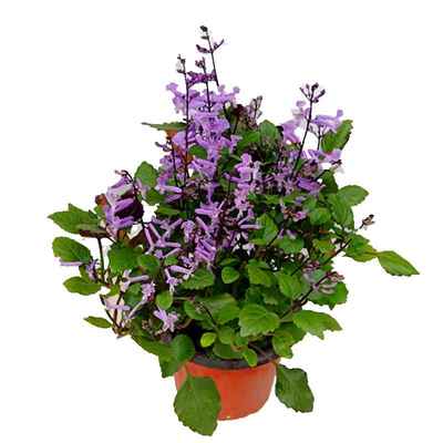 多年生宿根阳台盆栽薰衣草