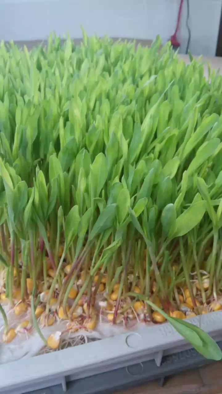 2018 Bean Sprout Tray Barley Growing Trays Hydroponics Animal Fodder ...