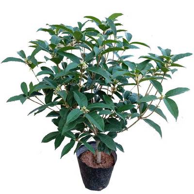 树苗开花浓香型阳台庭院月月桂