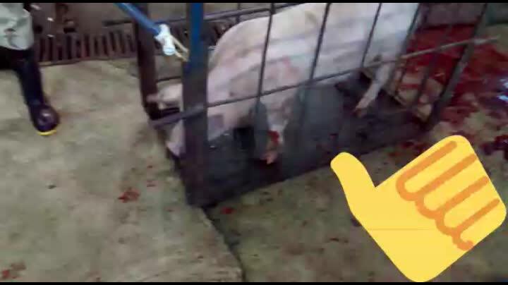 Slaughtering Equipment Manual Electrical Pig Stunning Machine Electric ...
