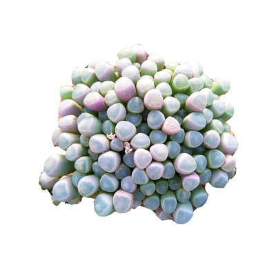 群生地栽防辐射净化空气五十铃玉