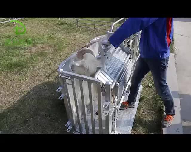 Steel Goat Handling Equipment Sheep Catcher Turnover Crate - Buy Sheep ...