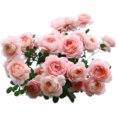 欧月苗直立灌木月季花苗瑞典女王庭院阳台绿植花卉盆栽