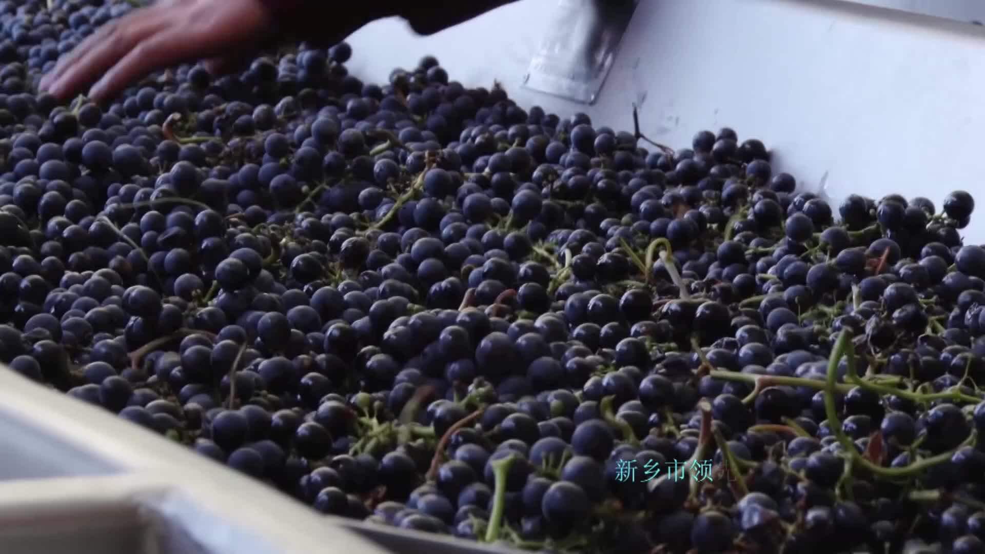 Grape Destemmer And Sorter Processing Line For Winemaking Factory - Buy ...