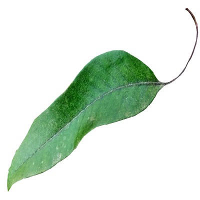 野生食用产品新鲜500g推荐中药材