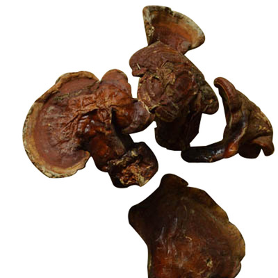 长白山特级灵芝野生赤芝