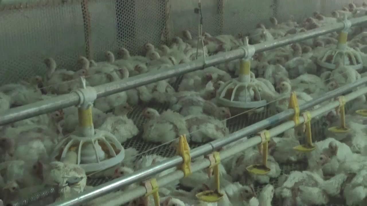 Chicken Farm House Automatic Pan Feeder Line Price Broiler Feed Auger ...