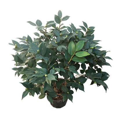 绿植四季常青带香味树苗茶花盆栽
