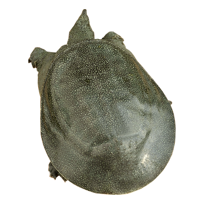 原板甲鱼明凤大湖塘放养吃活虾