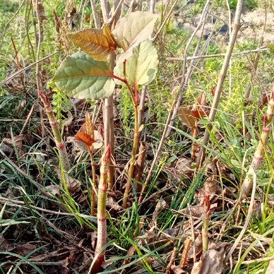 12棵虎杖地榆根系现发到货植物