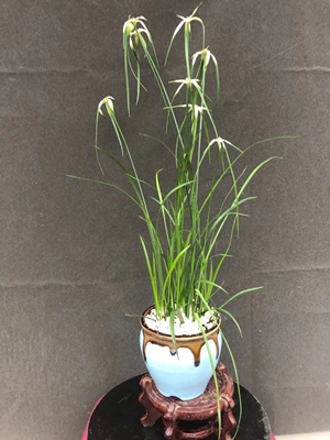 日本白鸟蚊帐草白鹭菀星光草希望子光山野草造景