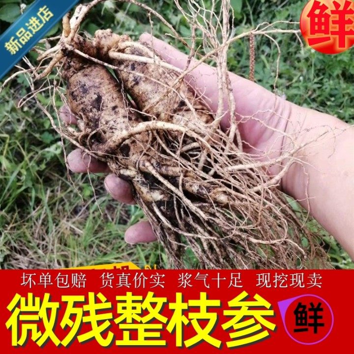 长白山现挖东北特产新货新鲜人参皂苷煲汤泡酒泡茶保鲜参整支包邮