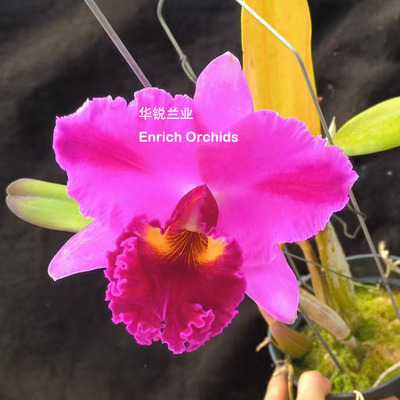 华锐兰业新品紫红插角大花