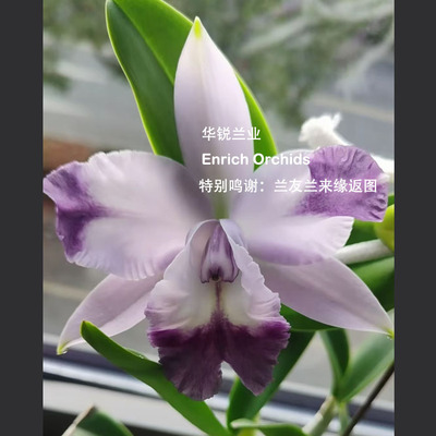 华锐兰业 铜奖 高度推荐证书 清香矮株蓝色插角卡特兰 天使之吻 L