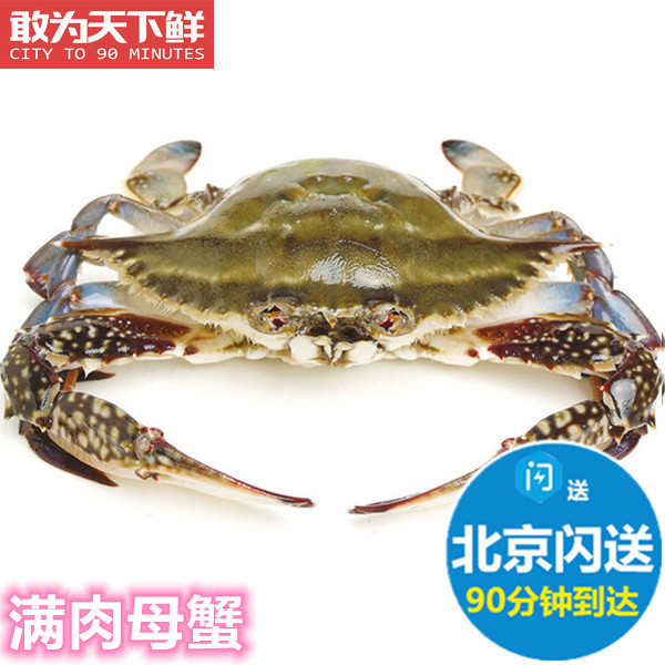 5-6两 北京闪送 满肉 无黄 活 母梭子蟹 海蟹 飞蟹 保鲜不保活