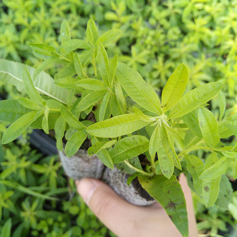 柠檬马鞭草盆栽苗香草花卉绿植芳香植物可泡茶料理西餐厅满六发
