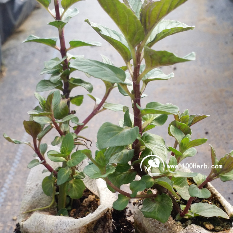 可食用薄荷盆栽观草新奇芳香植物香草多年生易活耐寒带10cm双色盆