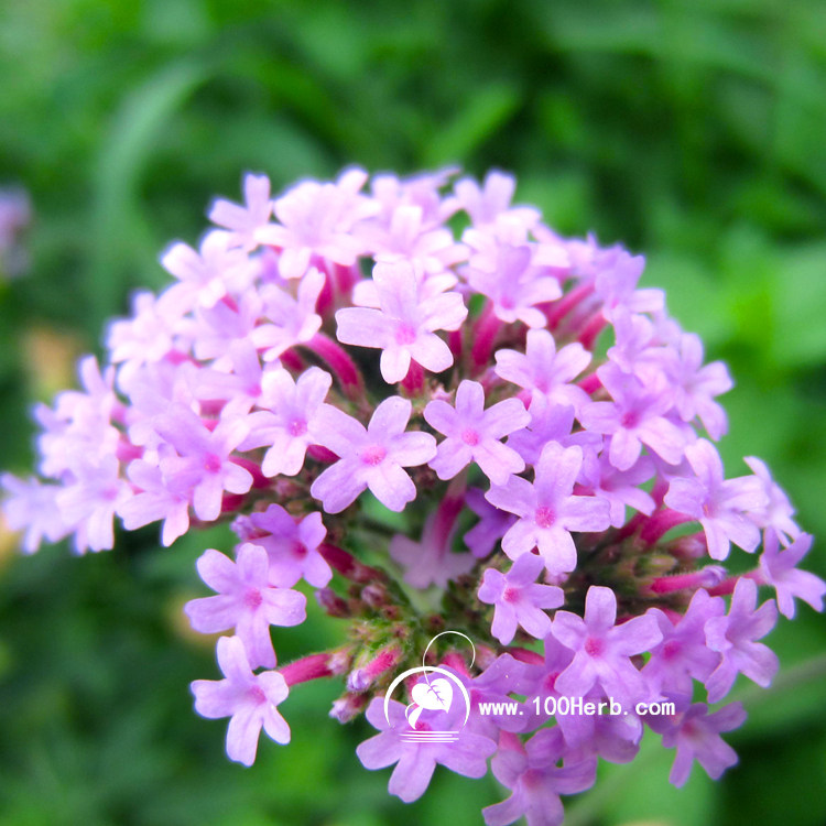 柳叶马鞭草苗花海香草苗香草花卉 香草盆栽芳香植物观赏满六发