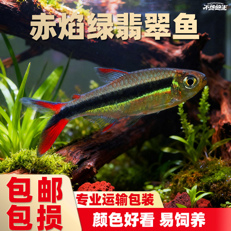 赤焰绿翡翠热带淡水鱼火尾炽焰灯鱼南美草缸群游鱼小型观赏鱼活体