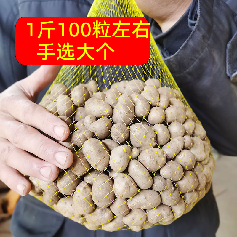 5斤净重新鲜山药豆1.5厘米大果特大软糯正宗产地营养滋补糖葫芦用
