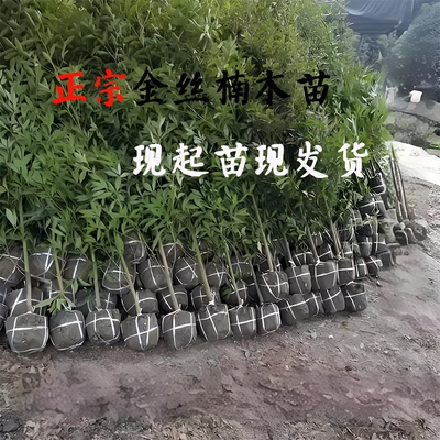 正宗四川常绿带土奇楠海南树苗