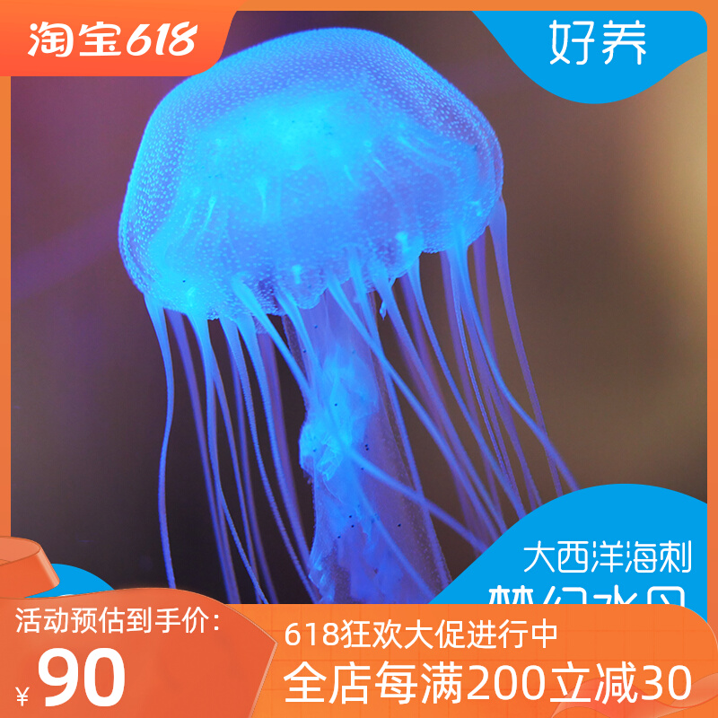 大西洋海刺水母活体观赏宠物活水母梦幻神奇彩色透明海水观赏鱼_虎窝淘