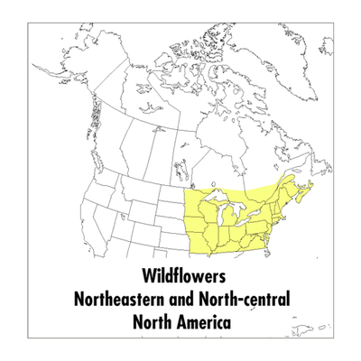 英文原版 A Peterson Field Guide to Wildflowers 皮特森图鉴之北美东北和中北部野花 英文版 进口英语原版书籍