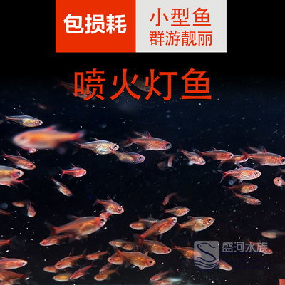 喷火灯水草缸淡水小型热带观赏群游小鱼灯草缸活体鱼梦幻焰尾灯鱼
