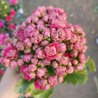 喜糖大花重瓣长寿花花卉小盆栽带花苞室内阳台耐寒客厅花期长桌面