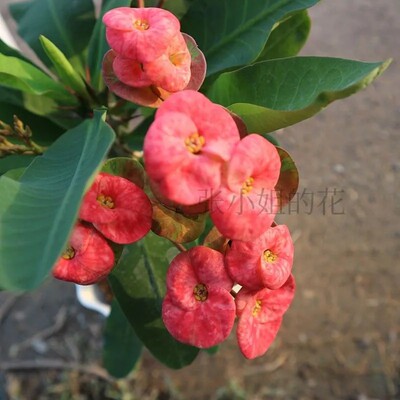 大叶大花虎刺梅花卉盆栽四季室内铁海棠阳台绿植好养庭院花期长
