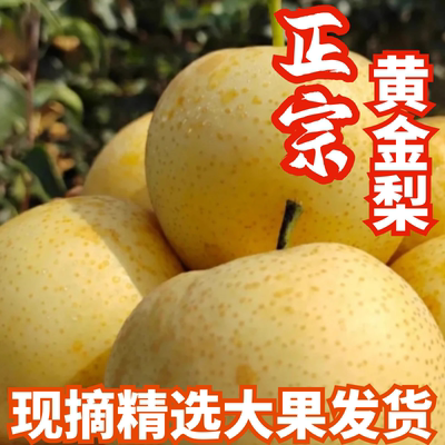 四川广元苍溪脆冠黄金梨