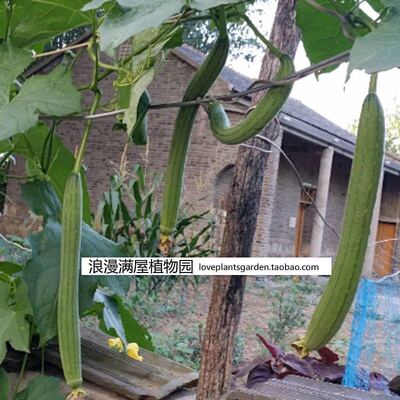 农家传统非转基因包邮丝瓜种子
