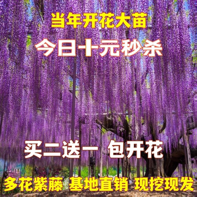 紫藤树苗盆栽花卉爬藤植物