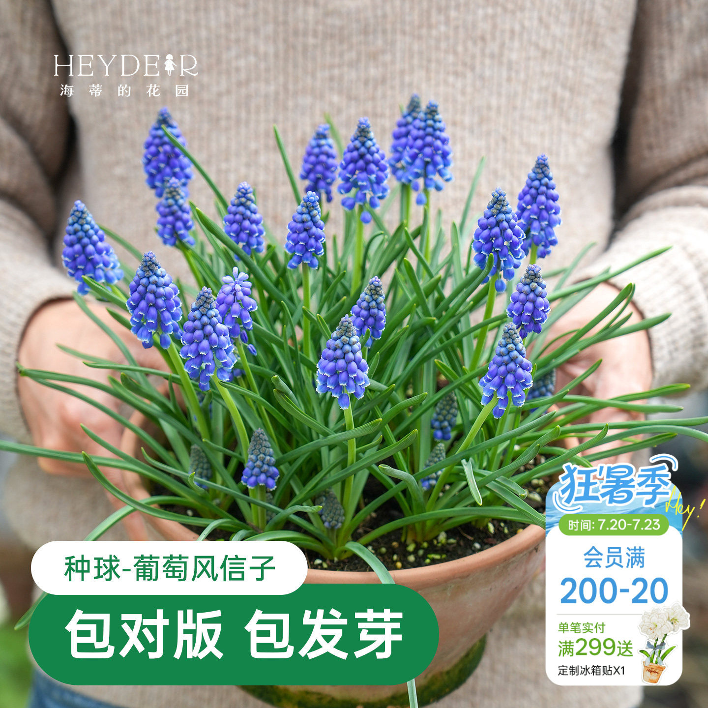 海蒂的花园葡萄风信子种球花卉多年生盆栽植物好养易复花球根裸球