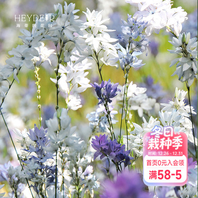 海蒂的花 玉米百合种球多年生草本植物庭院阳台盆栽地栽球根花卉