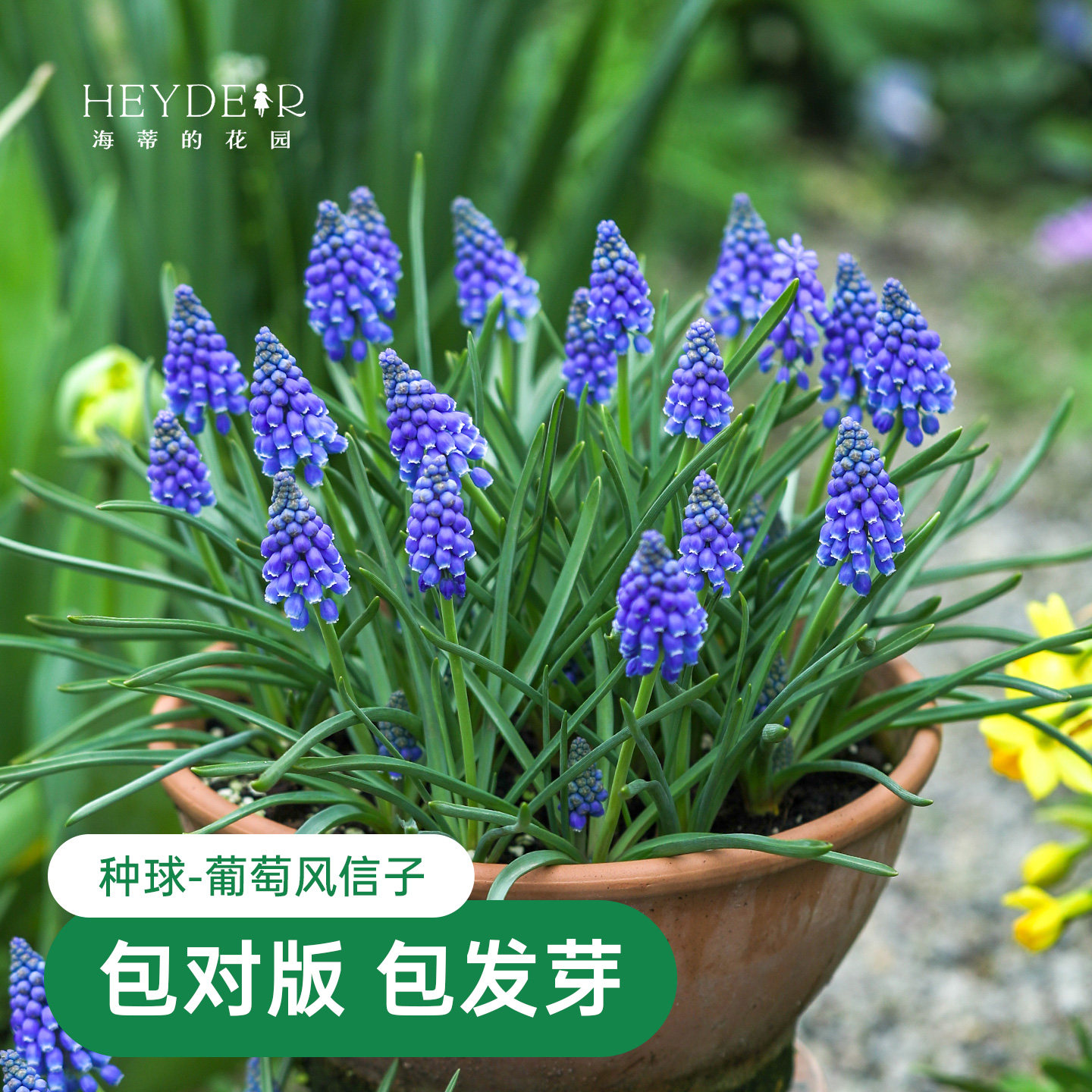 海蒂的花园葡萄风信子种球花卉多年生盆栽植物好养易复花球根裸球