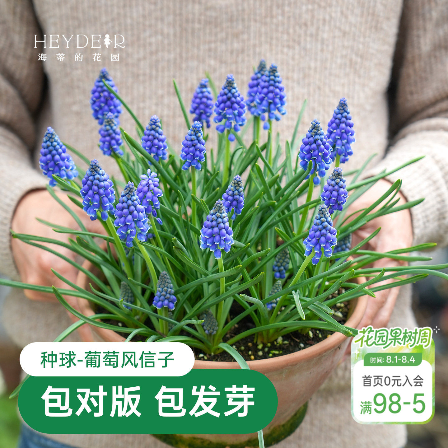 海蒂的花园葡萄风信子种球花卉多年生盆栽植物好养易复花球根裸球