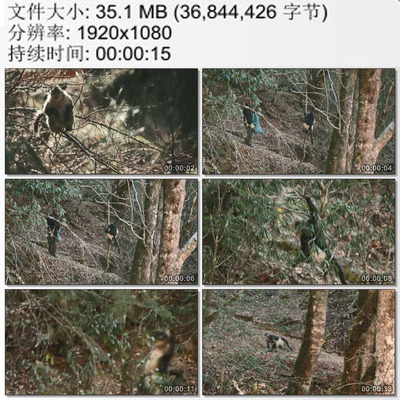 树上的滇金丝猴 护林员喂食 高清实拍视频素材