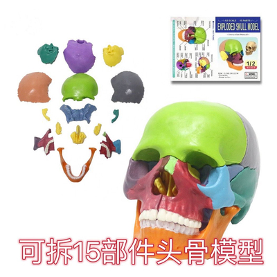 人体彩色头骨模型4D骷髅头拼装医用教学可拆15部件头颅骨高精度