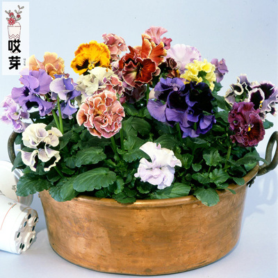 进口皱边三角堇种子 弗拉明戈 多色可选神仙色角堇阳台庭院花卉