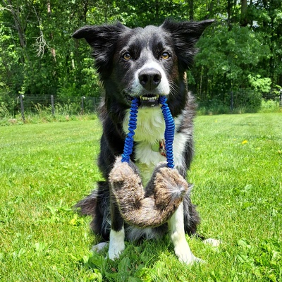 Real animal Rabbit fur Tug ring Bungee Dogs toys兔毛拔河玩具