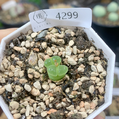 4299极窗风铃一物一拍生石花肉锥35包邮4.14