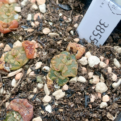 3855超蝶一物一拍生石花肉锥35包邮