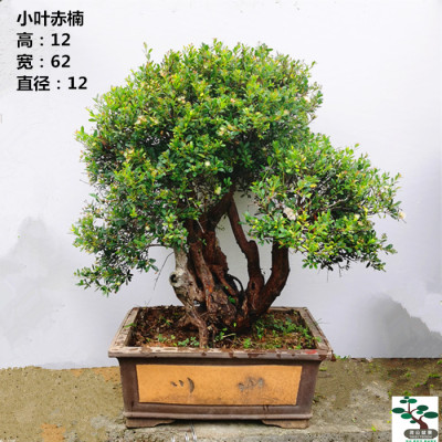 实物 小叶赤楠 高档盆景 铁犁耕 古老树桩 常青开花结果实拍 包邮