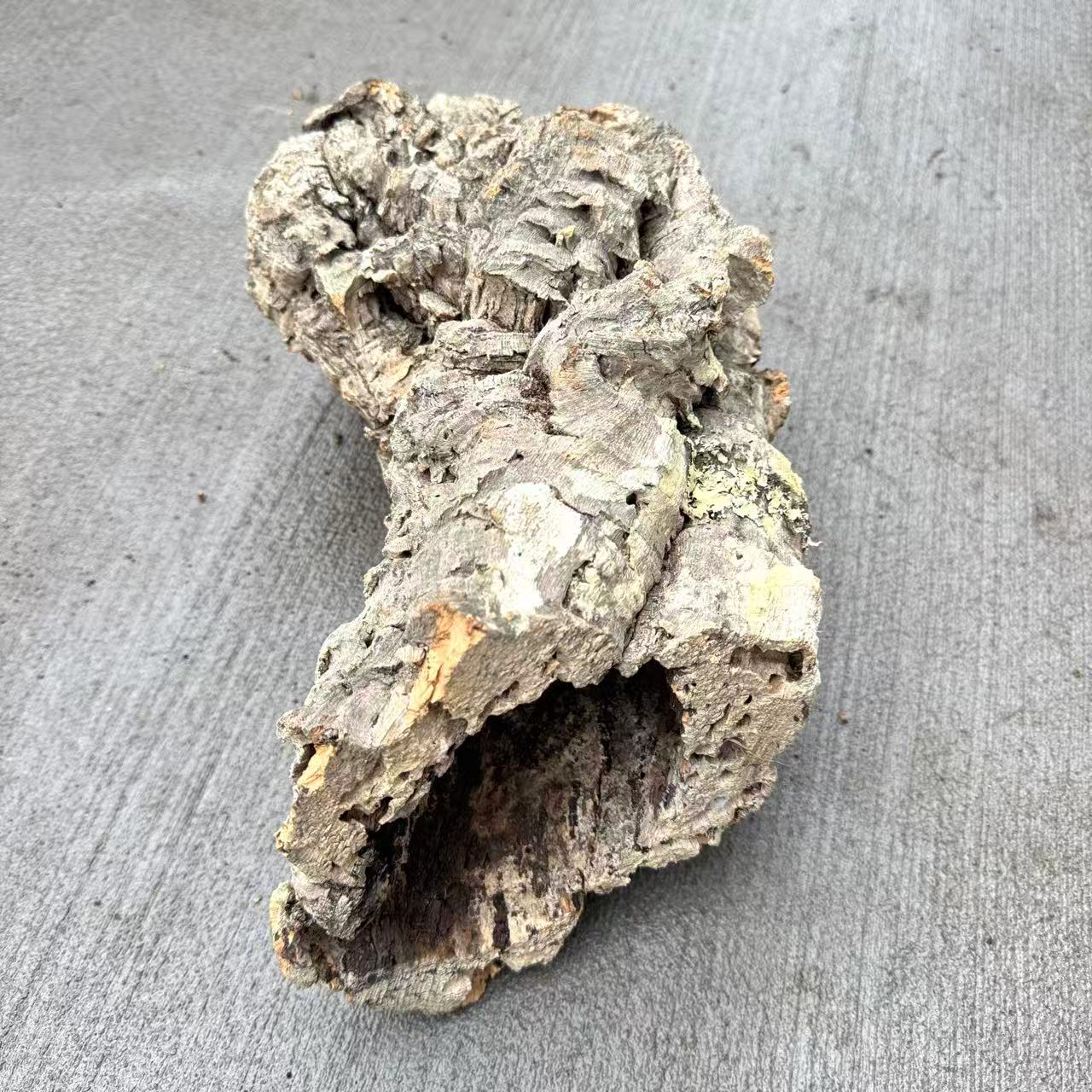 葡萄牙进口实心软木圆木雨林缸鱼缸造景骨架树洞鬃狮守宫爬宠躲避