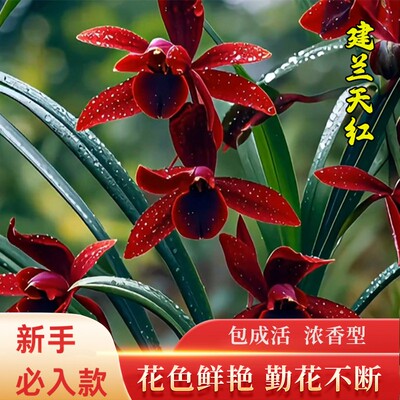 兰花苗建兰天红四季好养花夏带花苞浓香室内客厅植物花卉绿植盆栽